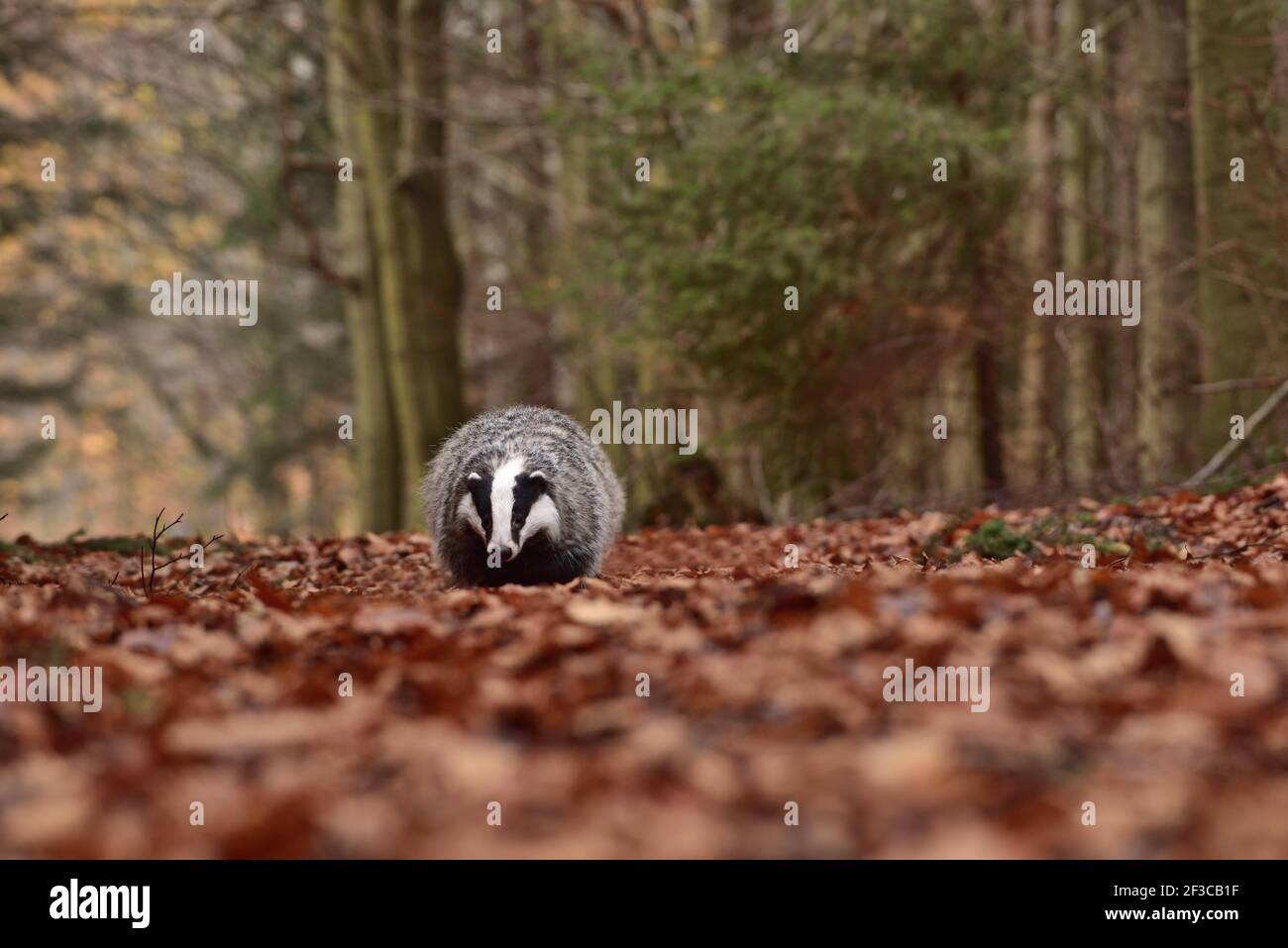 Beautiful European badger (Meles meles - Eurasian badger) in his ...