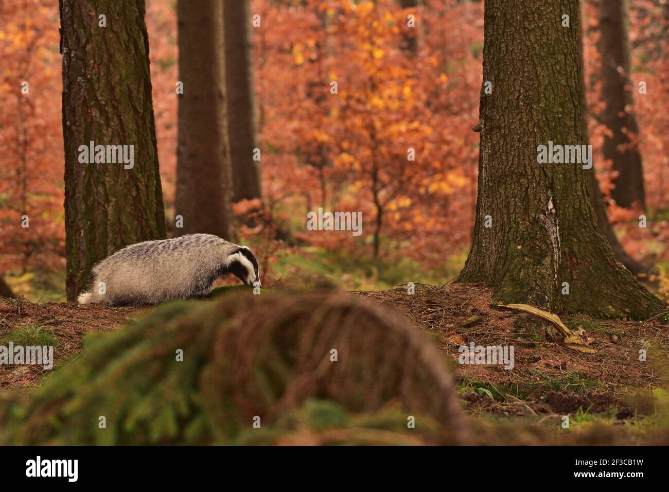 Beautiful European badger (Meles meles - Eurasian badger) in his ...
