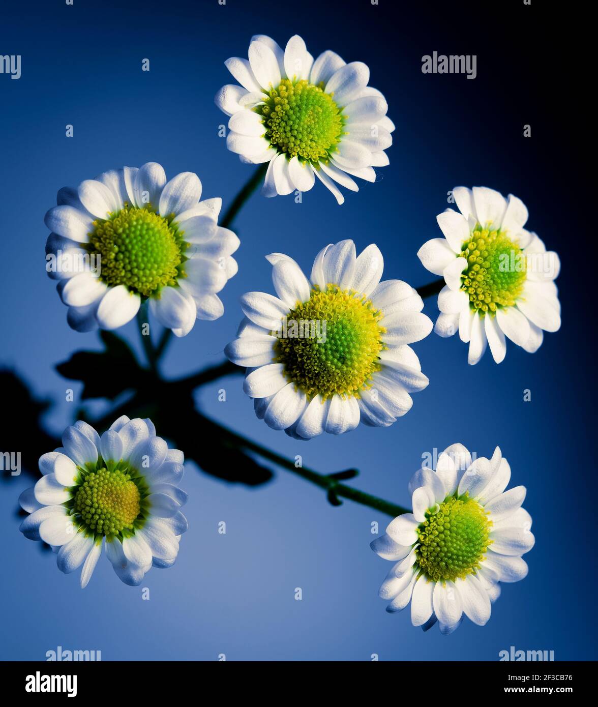 Daisies on a blue background macro close up Stock Photo - Alamy