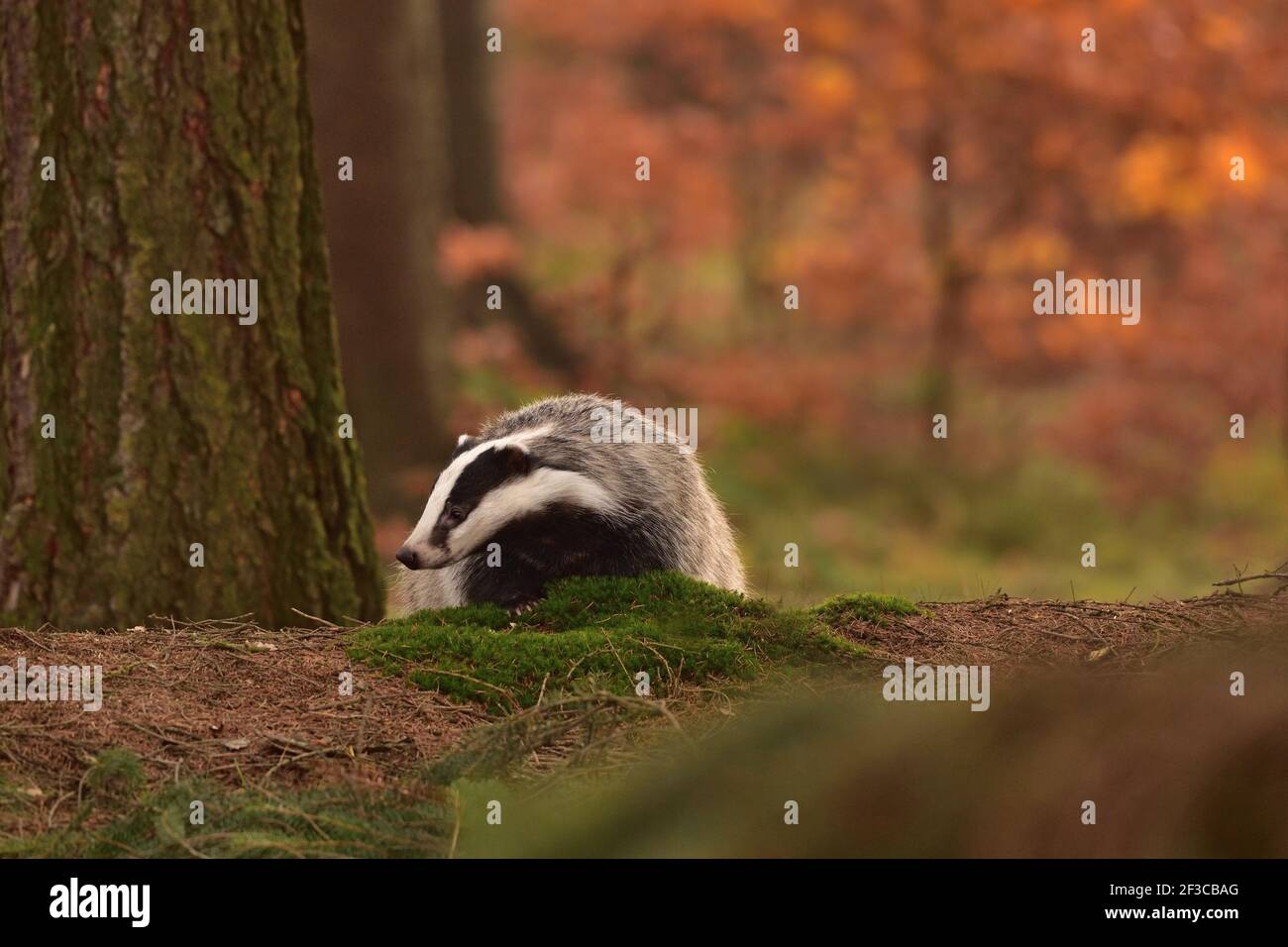 Beautiful European badger (Meles meles - Eurasian badger) in his ...