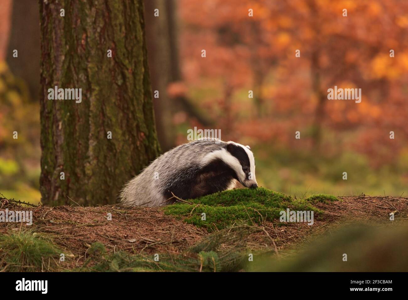 Beautiful European badger (Meles meles - Eurasian badger) in his ...