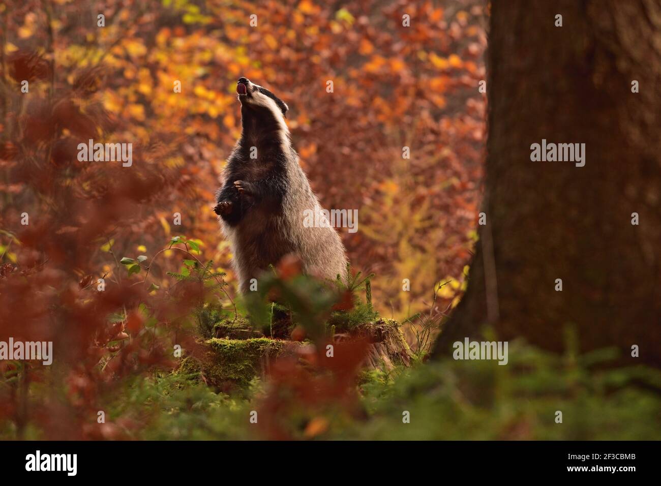 Beautiful European badger (Meles meles - Eurasian badger) in his ...