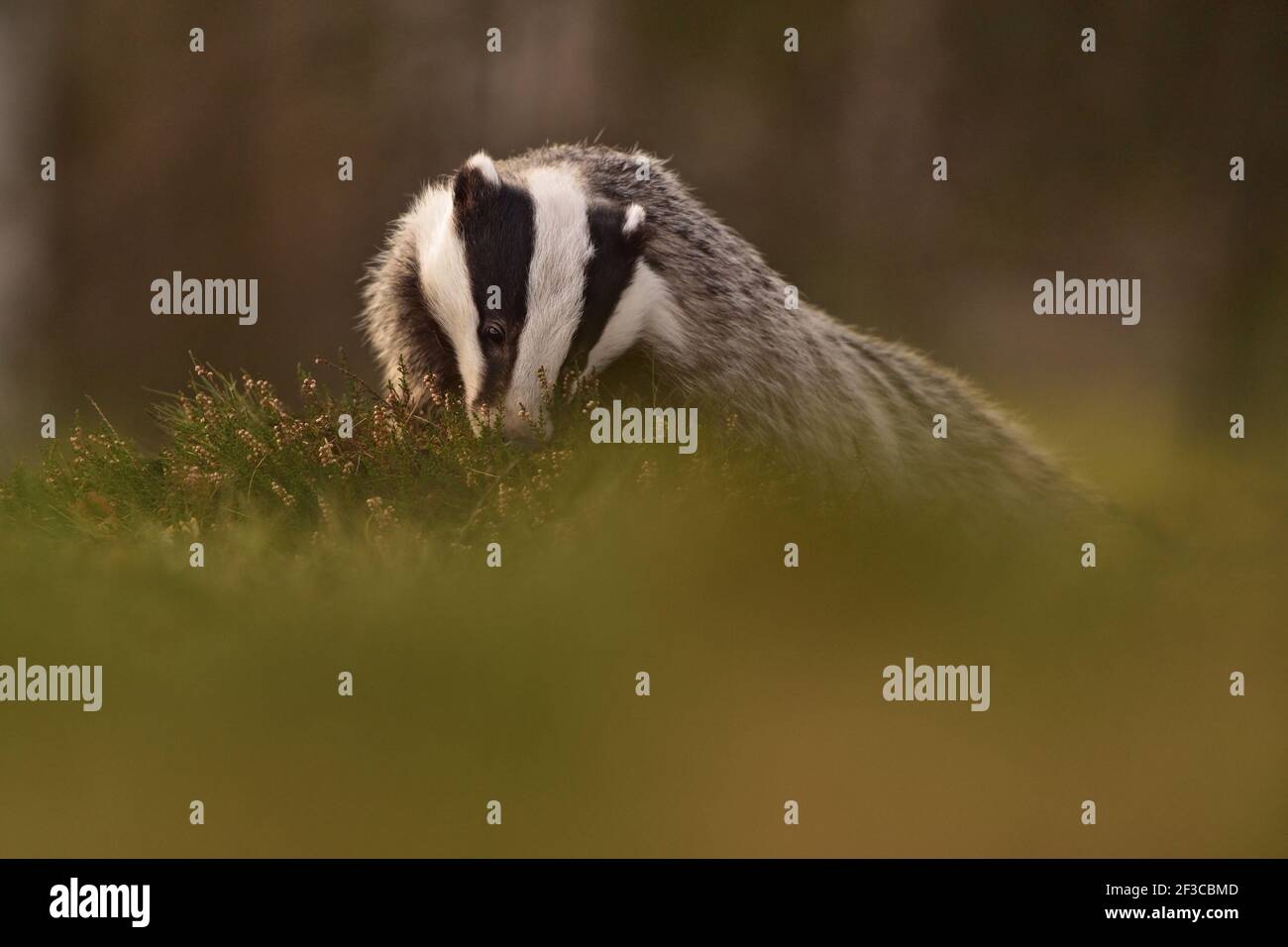 Beautiful European badger (Meles meles - Eurasian badger) in his ...