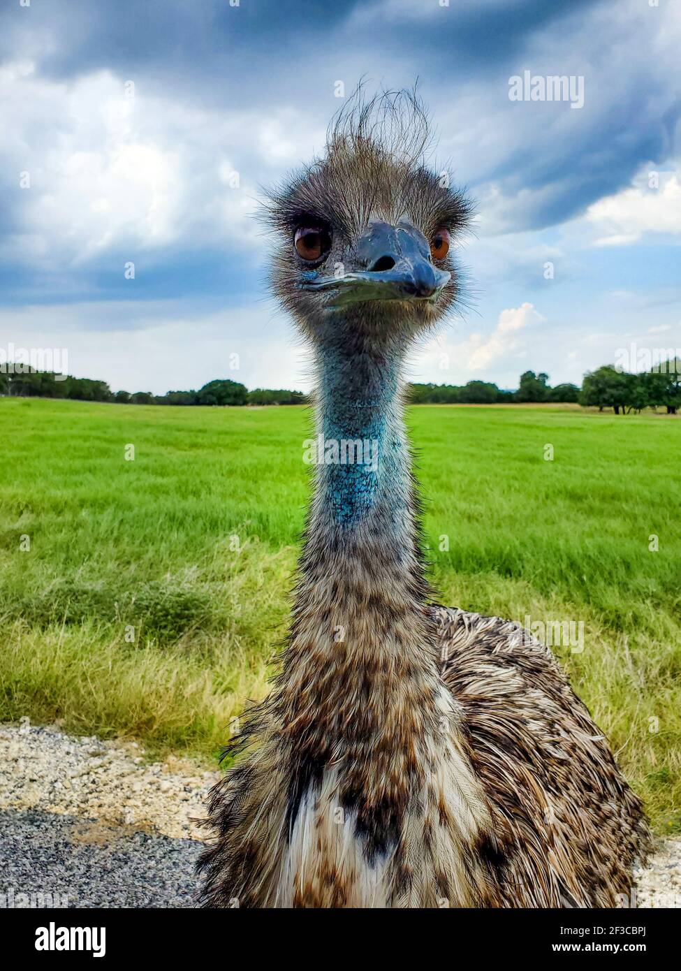 Head neck shot emu hi-res stock photography and images - Alamy