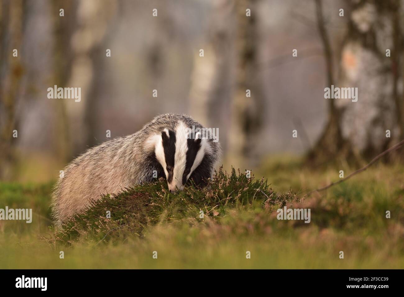 Beautiful European badger (Meles meles - Eurasian badger) in his ...