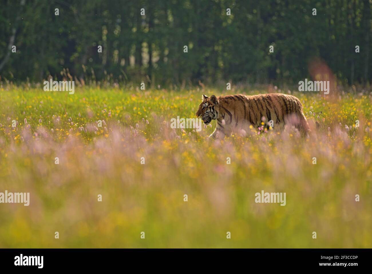 The Siberian tiger (Amur tiger - Panthera tigris altaica) in his ...