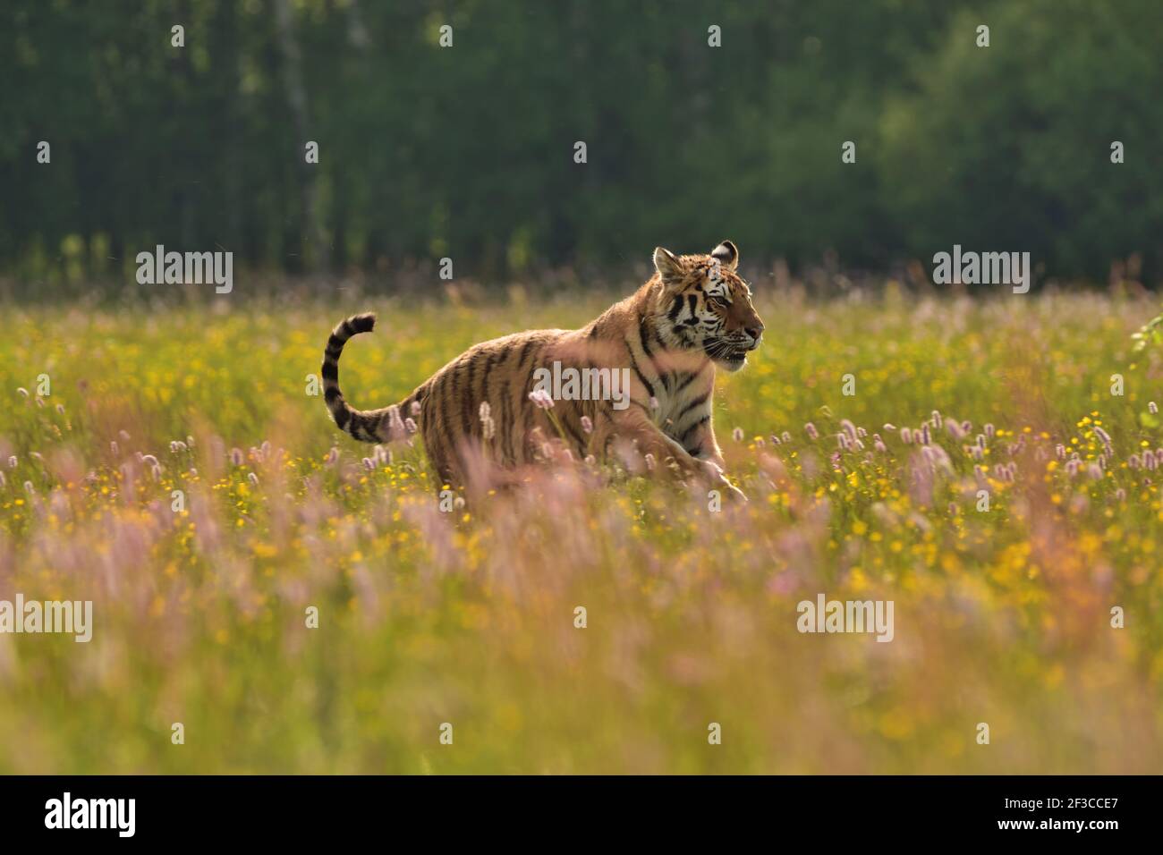 The Siberian tiger (Amur tiger - Panthera tigris altaica) in his ...