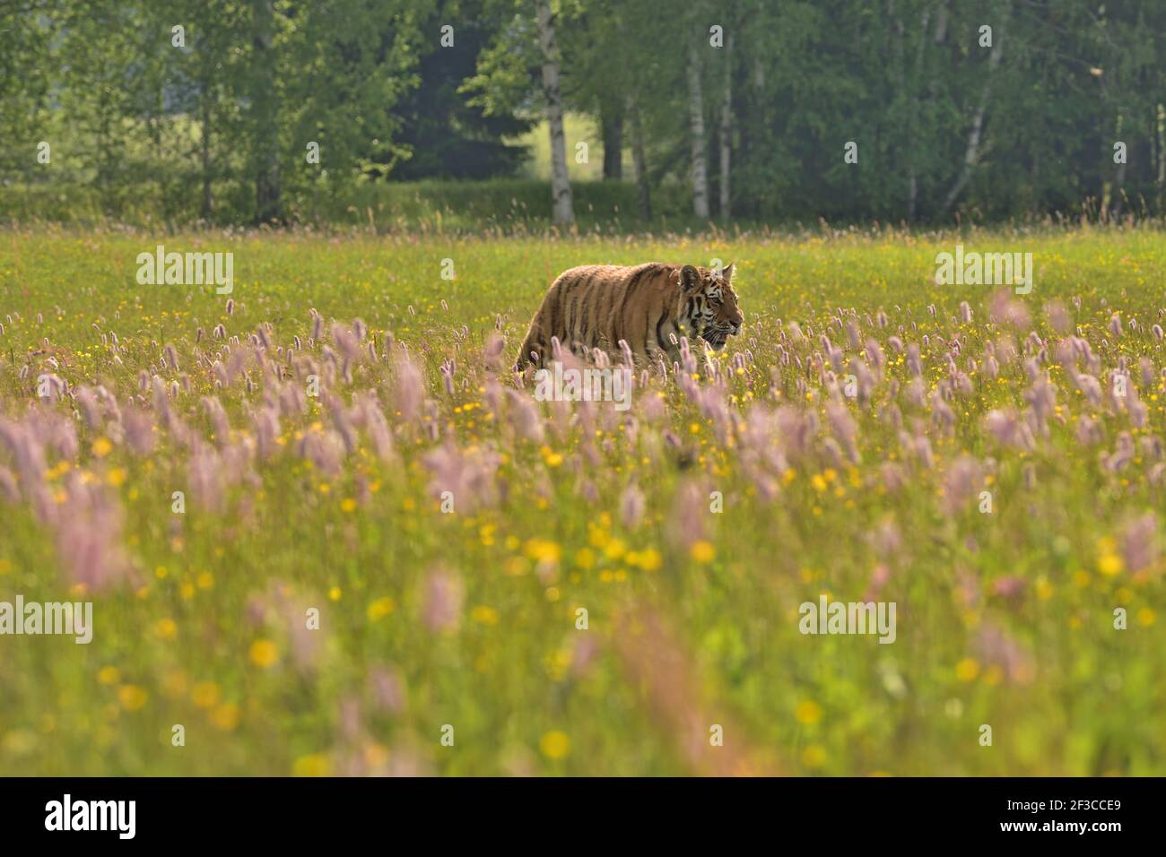The Siberian tiger (Amur tiger - Panthera tigris altaica) in his ...