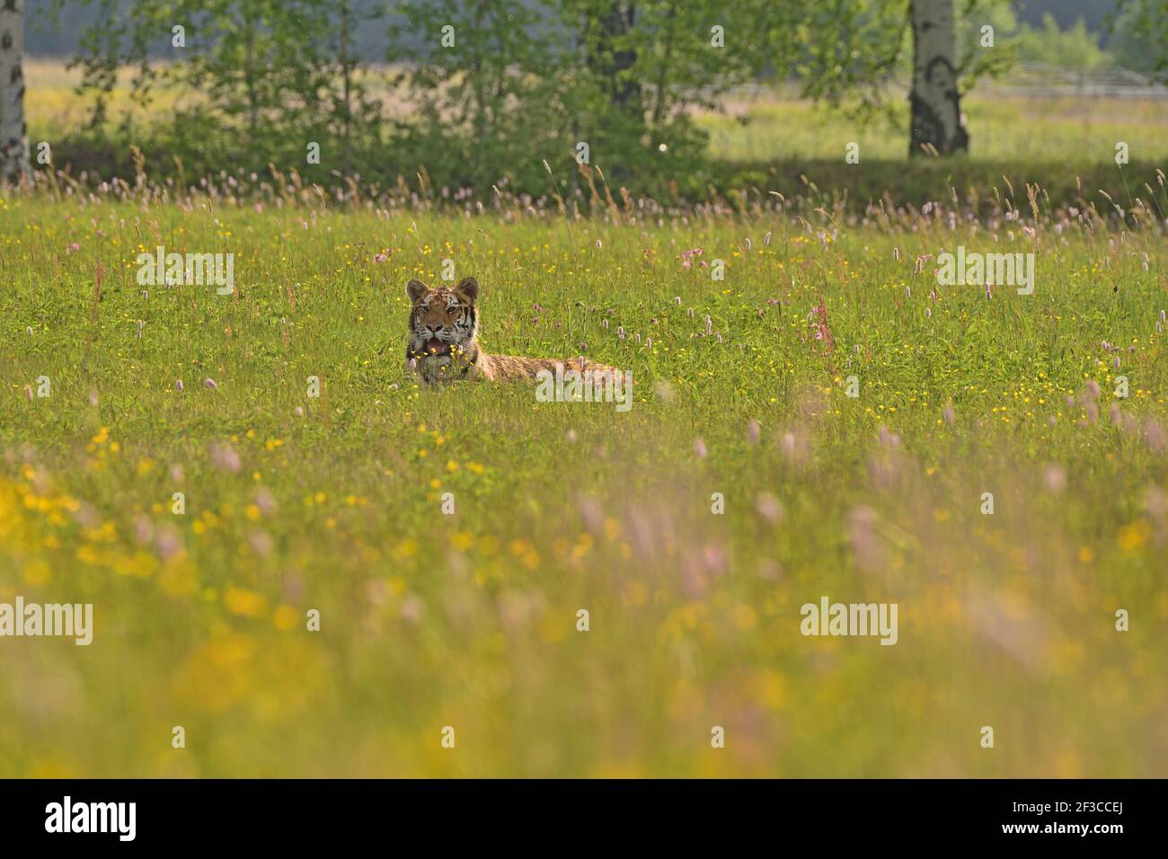 The Siberian tiger (Amur tiger - Panthera tigris altaica) in his ...