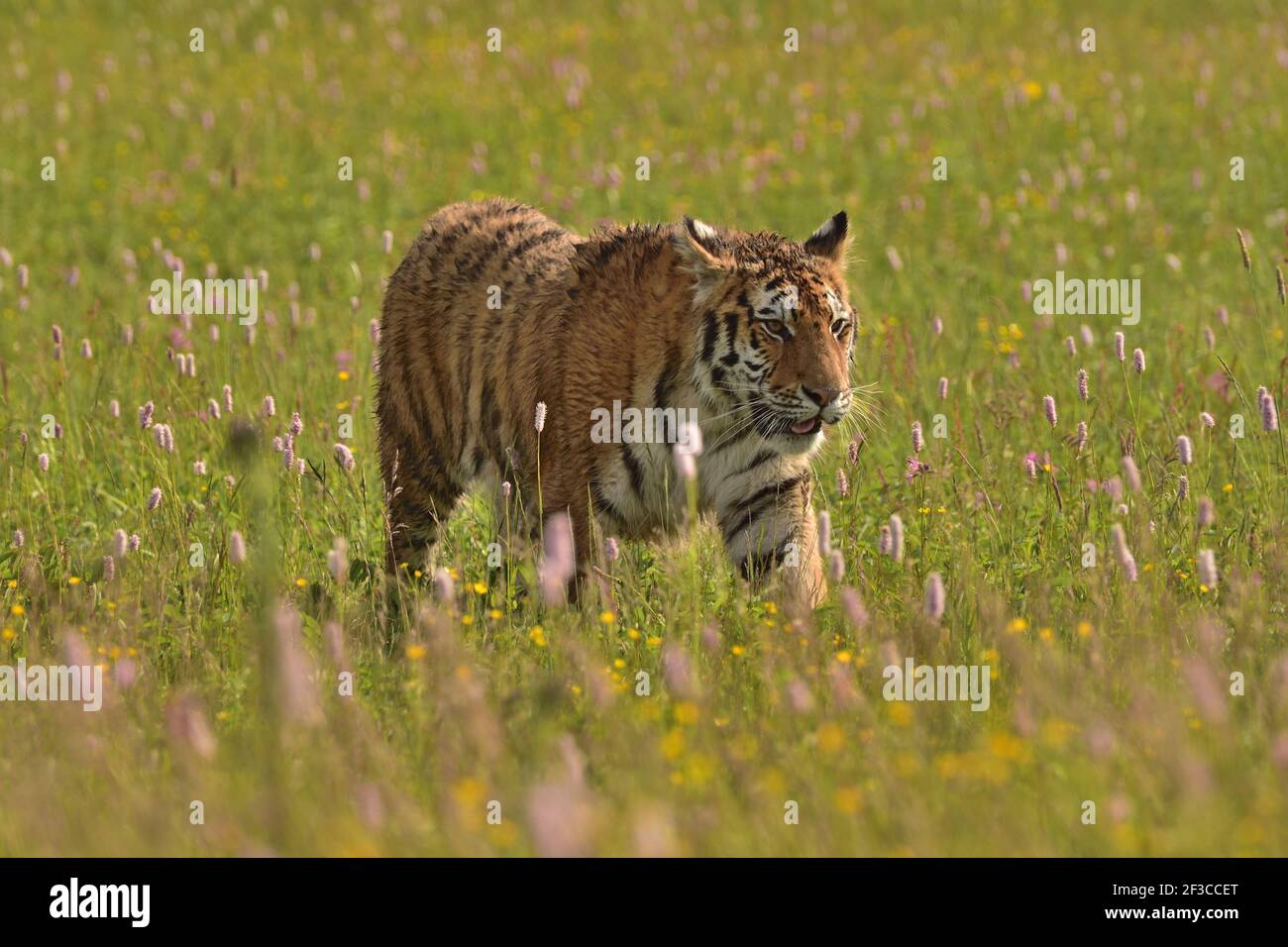 The Siberian tiger (Amur tiger - Panthera tigris altaica) in his ...