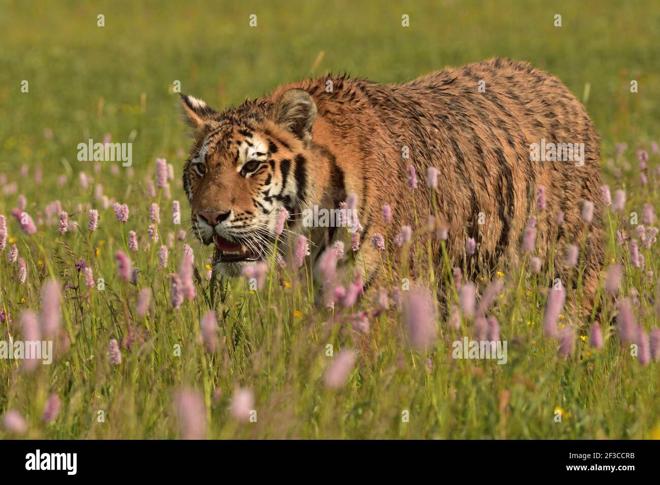 The Siberian tiger (Amur tiger - Panthera tigris altaica) in his ...