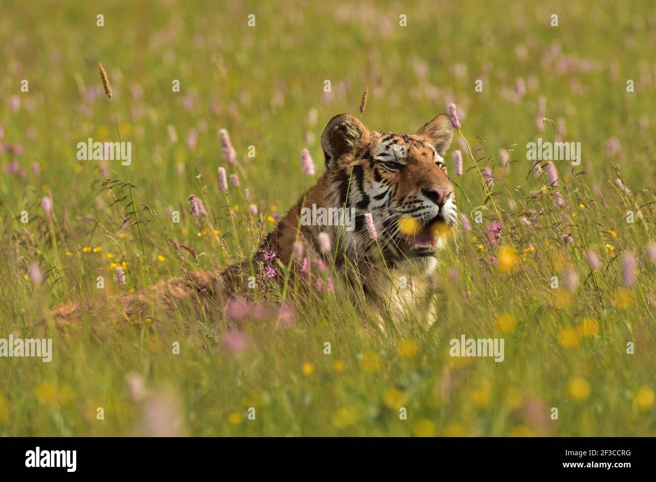The Siberian tiger (Amur tiger - Panthera tigris altaica) in his ...