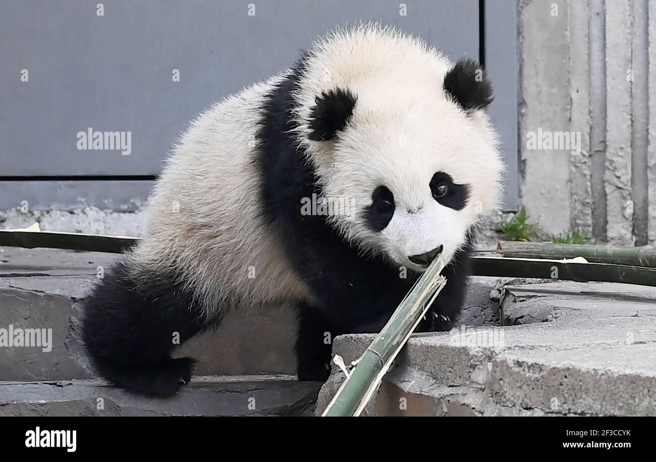 Shenshuping panda base hi-res stock photography and images - Alamy