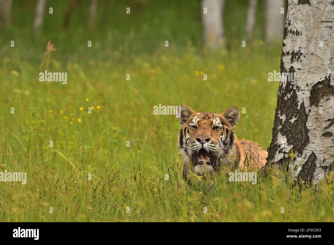 The Siberian tiger (Amur tiger - Panthera tigris altaica) in his ...