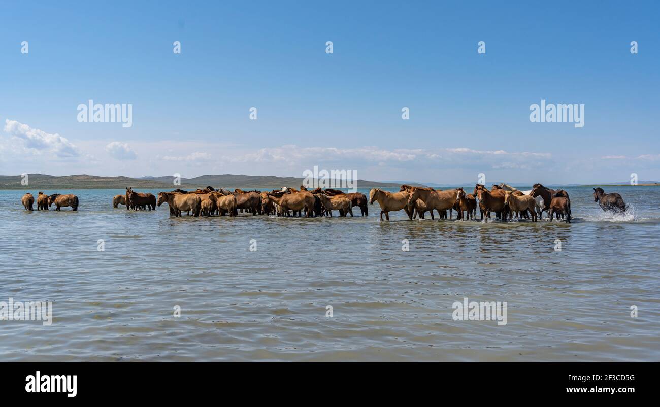 A herd of horses resting and cooling down in the water in Telmen Lake ...