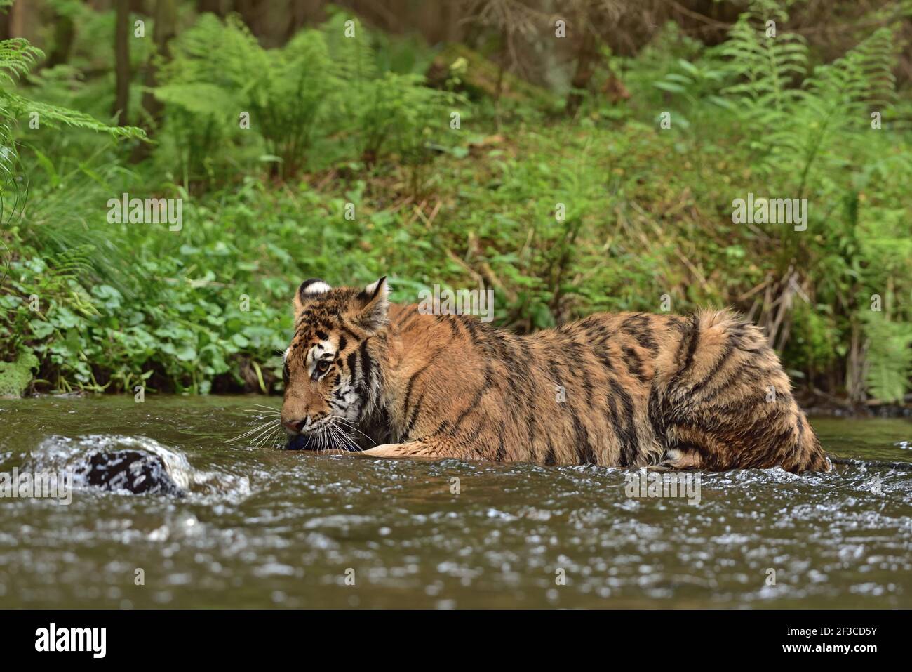 The Siberian tiger (Amur tiger - Panthera tigris altaica) in his ...