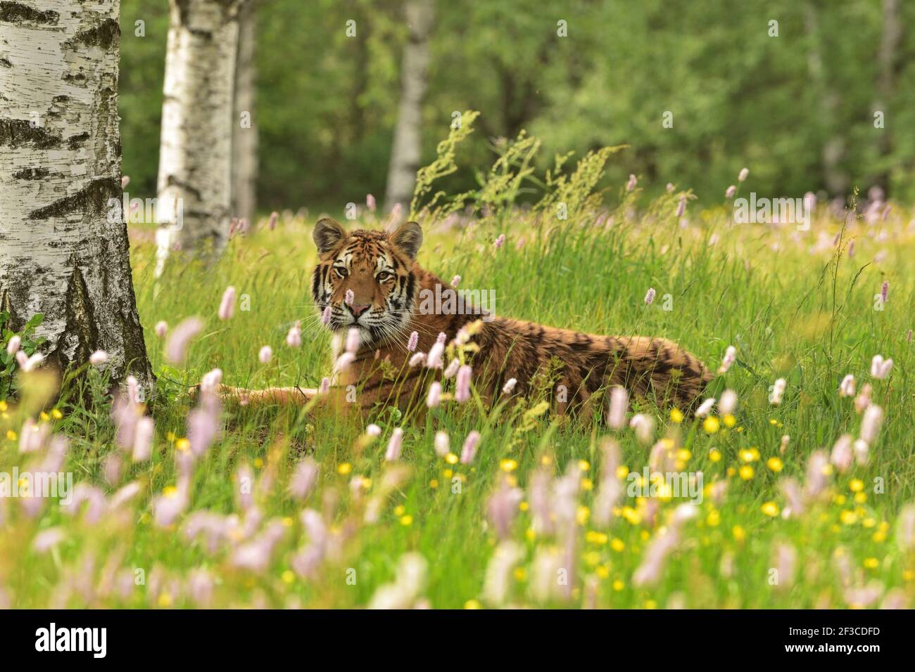 The Siberian tiger (Amur tiger - Panthera tigris altaica) in his ...
