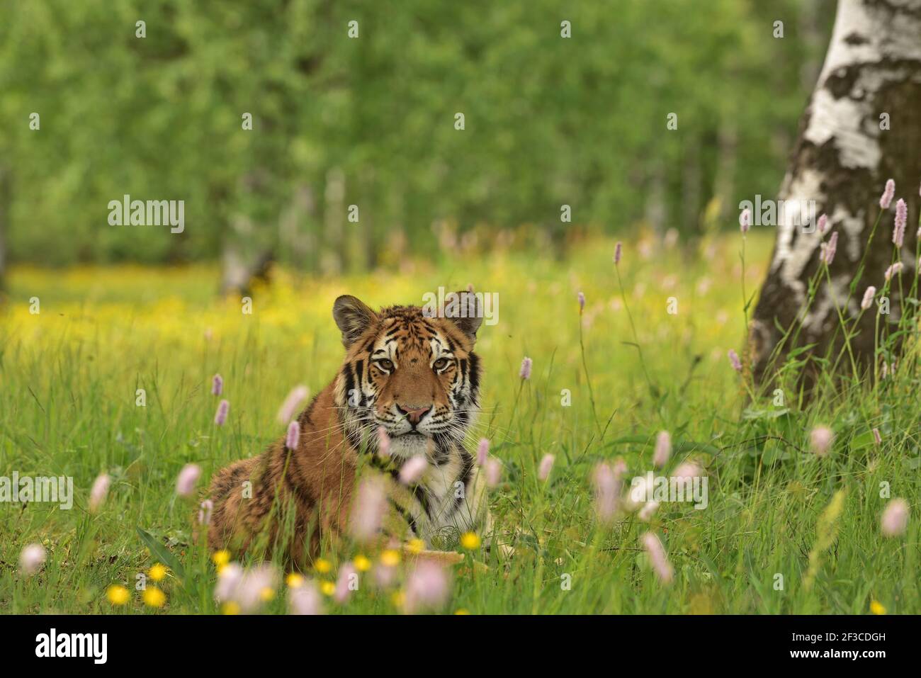 The Siberian tiger (Amur tiger - Panthera tigris altaica) in his ...