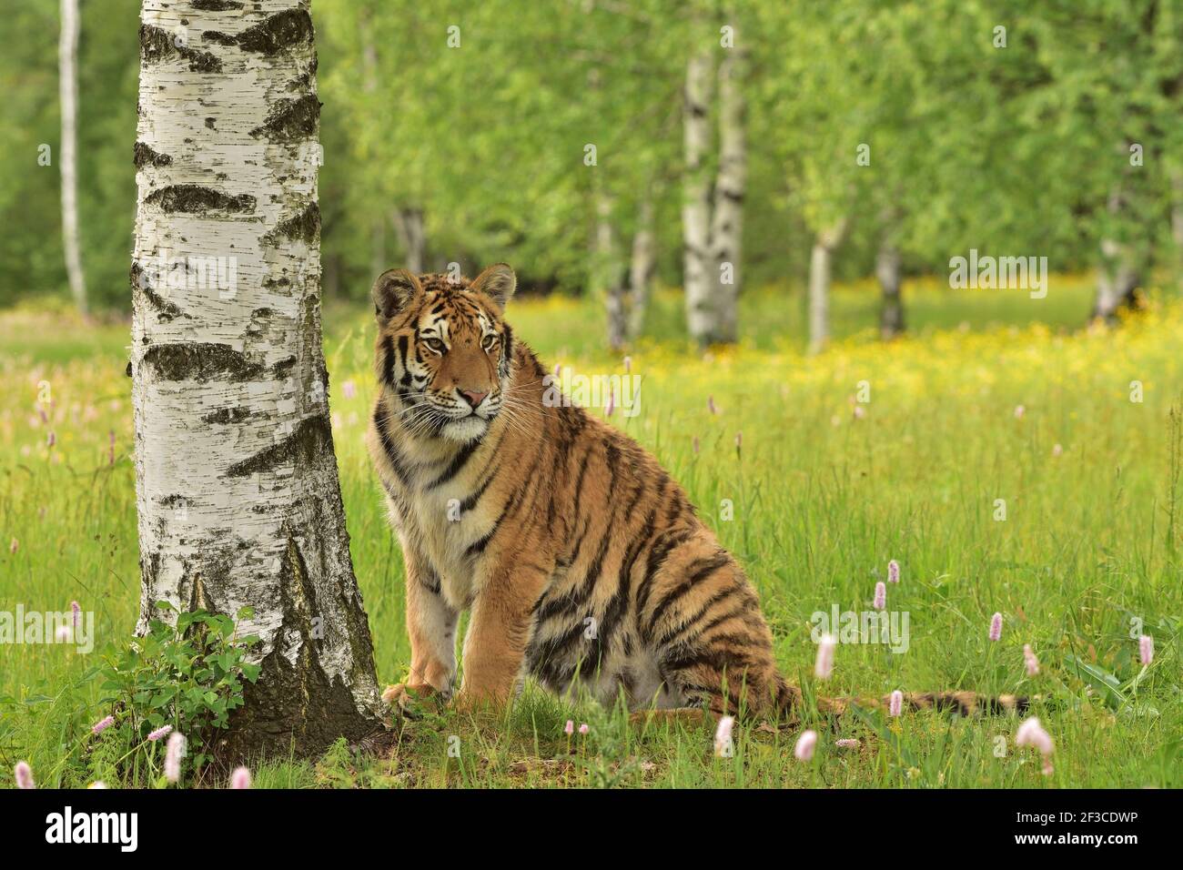 The Siberian tiger (Amur tiger - Panthera tigris altaica) in his ...