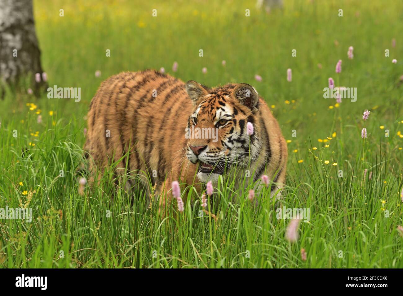 The Siberian tiger (Amur tiger - Panthera tigris altaica) in his ...