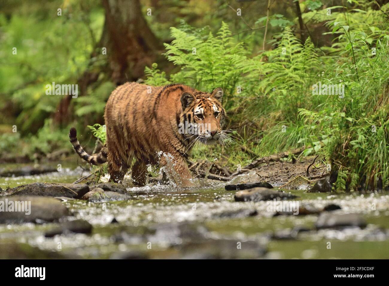 Amur river hi-res stock photography and images - Alamy