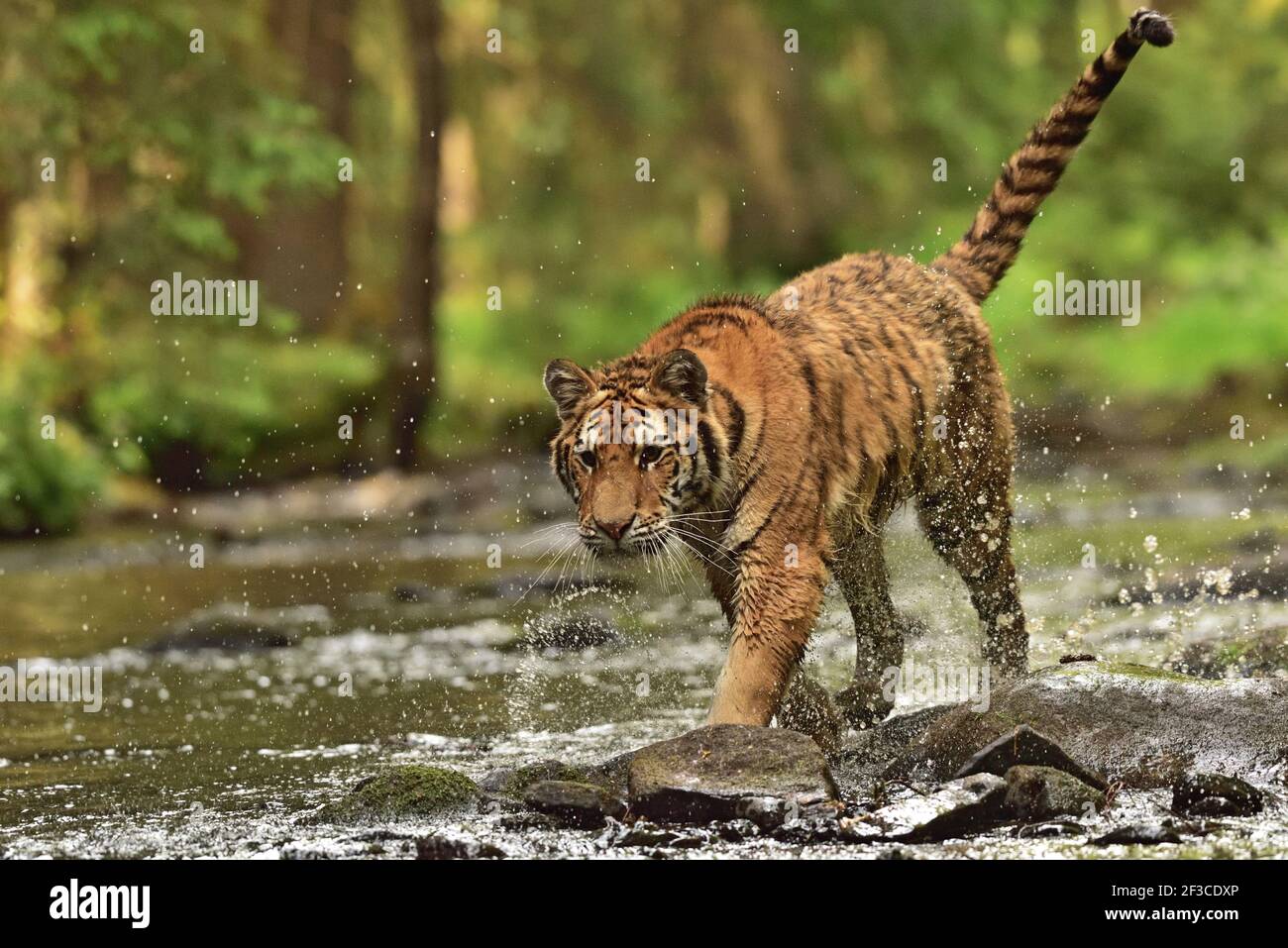 The Siberian tiger (Amur tiger - Panthera tigris altaica) in his ...