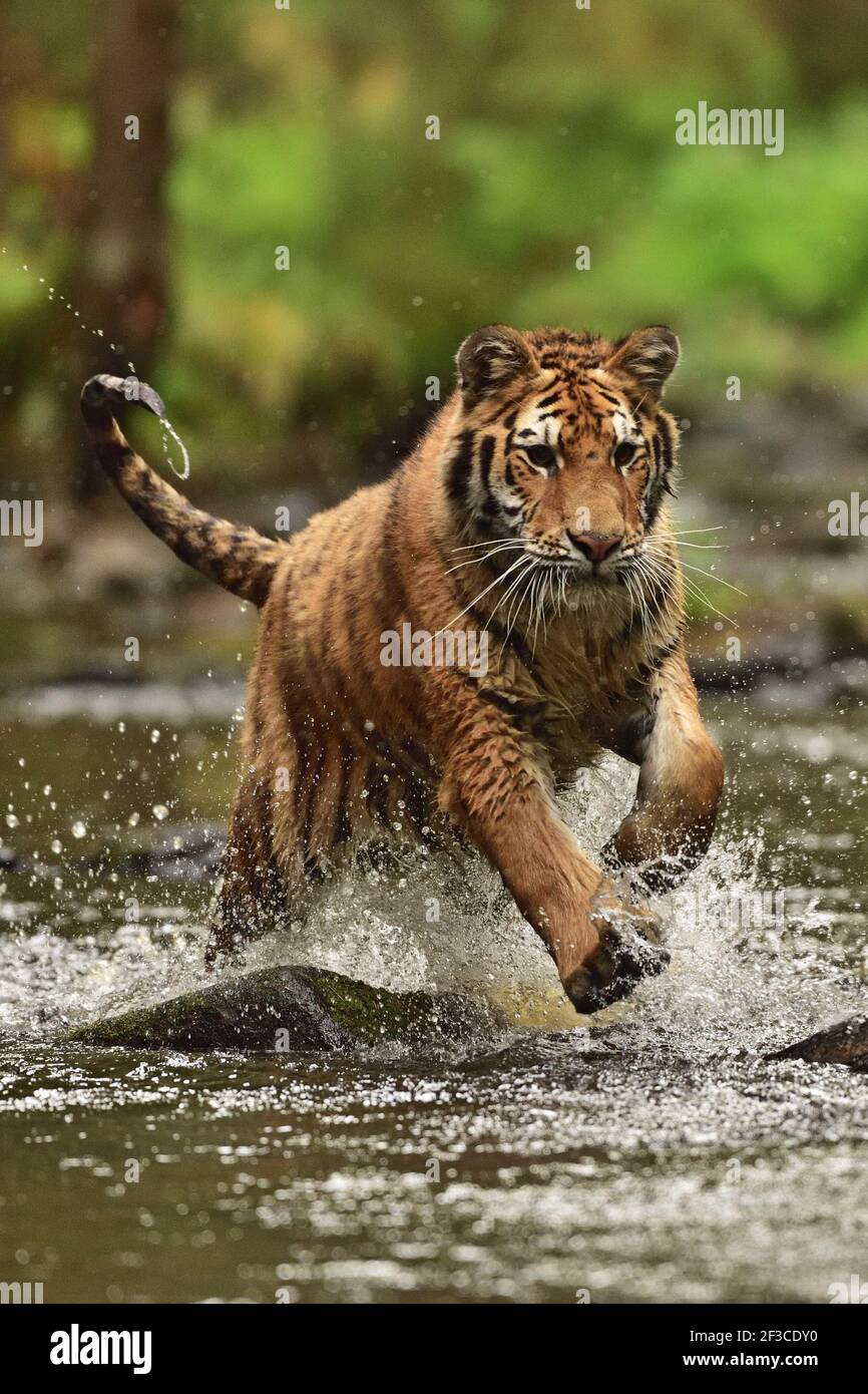 The Siberian tiger (Amur tiger - Panthera tigris altaica) in his ...