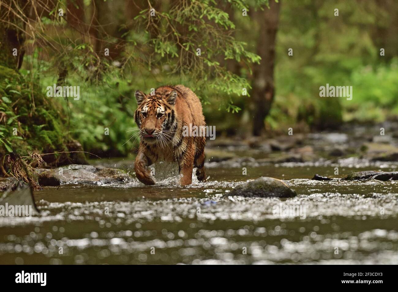 The Siberian tiger (Amur tiger - Panthera tigris altaica) in his ...