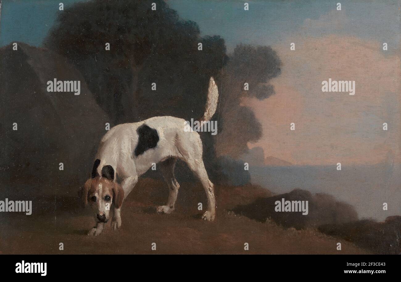 White foxhound hi-res stock photography and images - Alamy