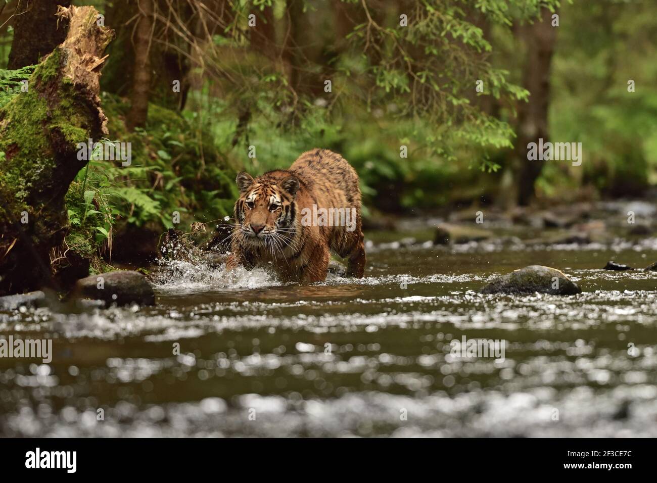 The Siberian tiger (Amur tiger - Panthera tigris altaica) in his ...