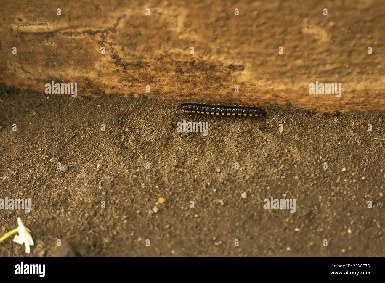 Centipede on the wall hi-res stock photography and images - Alamy