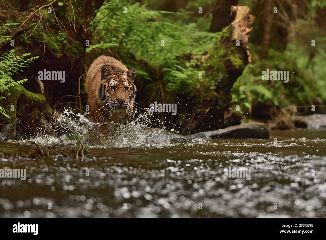 The Siberian tiger (Amur tiger - Panthera tigris altaica) in his ...
