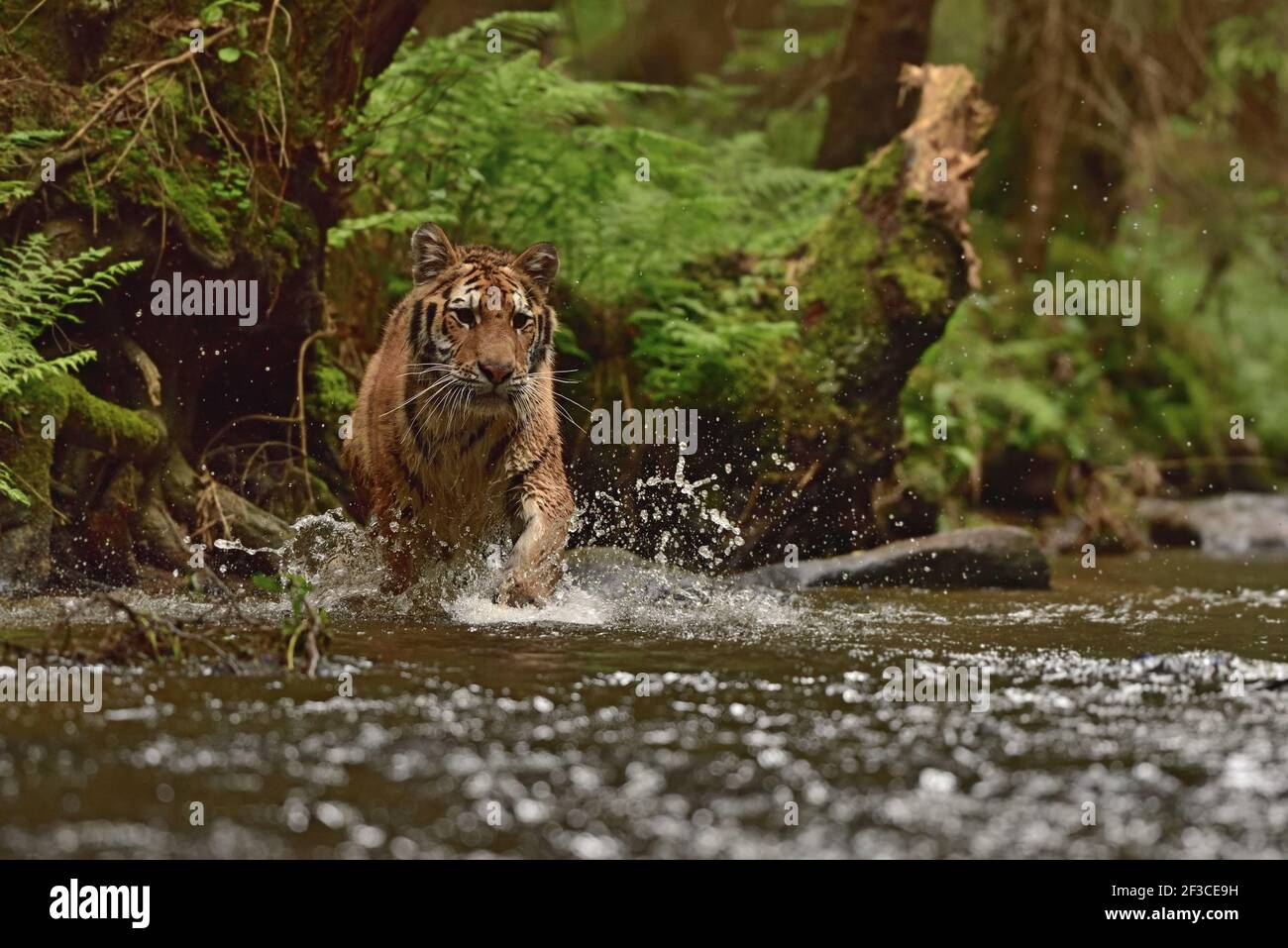 The Siberian tiger (Amur tiger - Panthera tigris altaica) in his ...