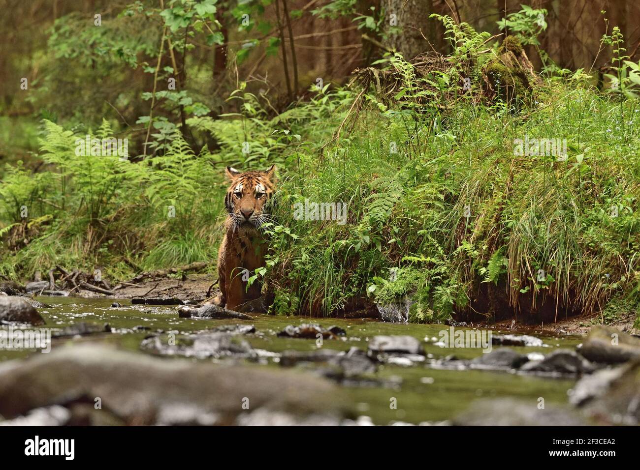 The Siberian tiger (Amur tiger - Panthera tigris altaica) in his ...
