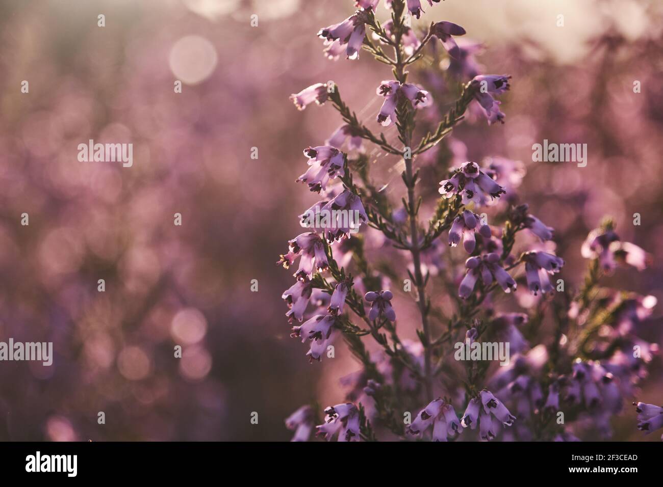 Erica erigenea hi-res stock photography and images - Alamy