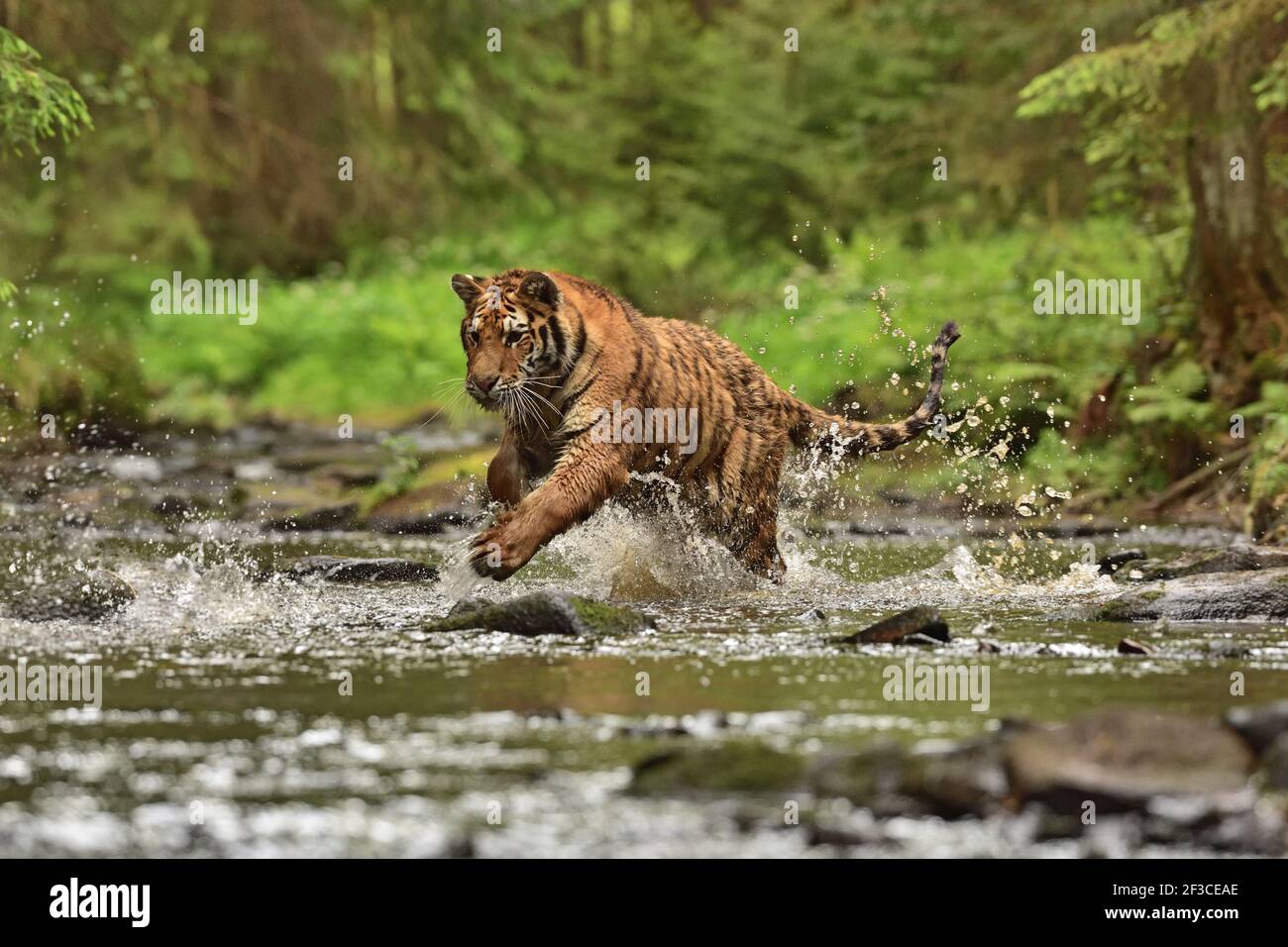 The Siberian tiger (Amur tiger - Panthera tigris altaica) in his ...