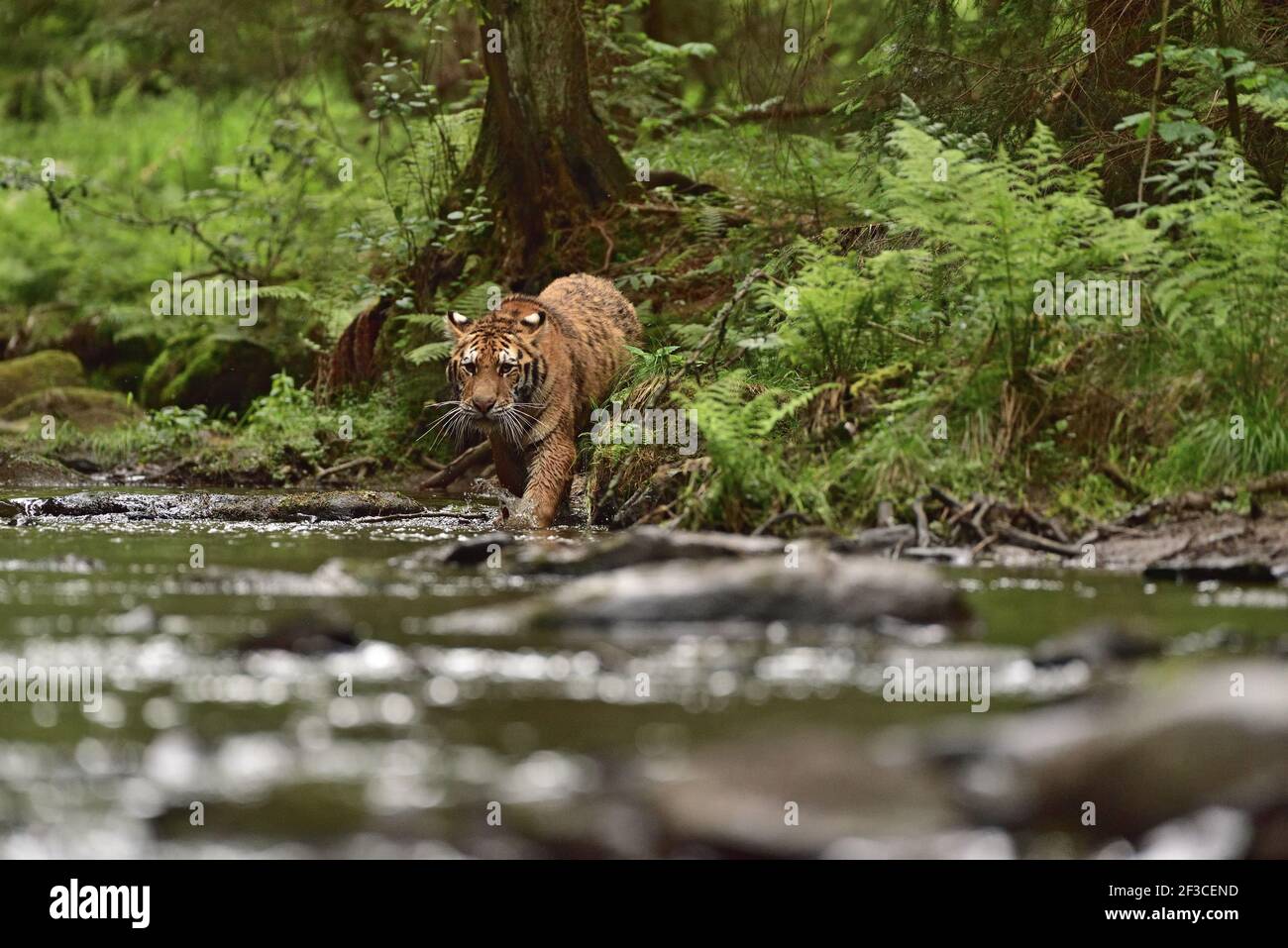 The Siberian tiger (Amur tiger - Panthera tigris altaica) in his ...
