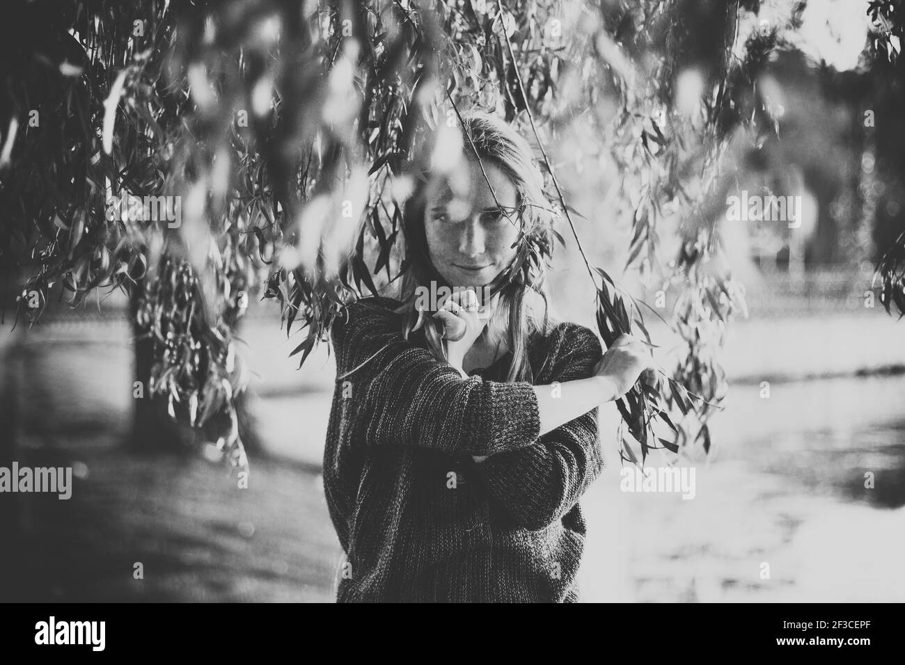 Black willow tree hi-res stock photography and images - Alamy
