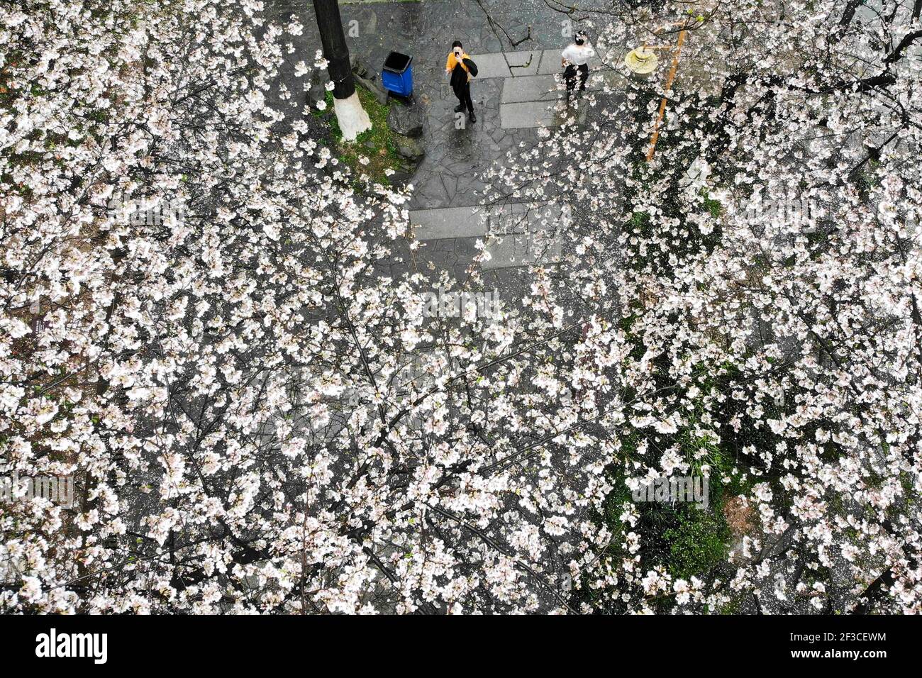 Blooming cherry flowers are seen at Hunan Forest Botanical Garden in ...
