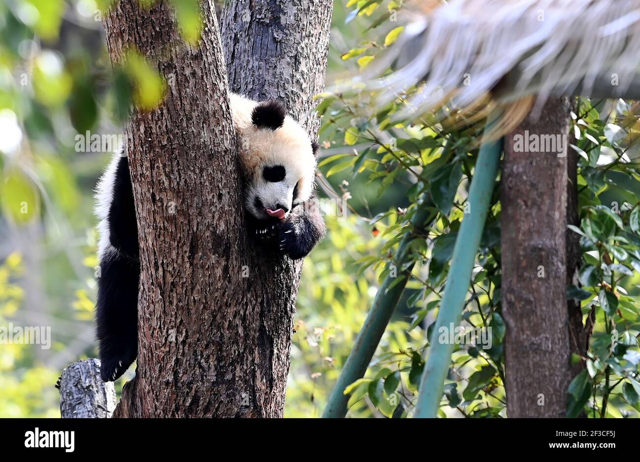 Giant pandas play under the sun during a warm afternoon at the China ...