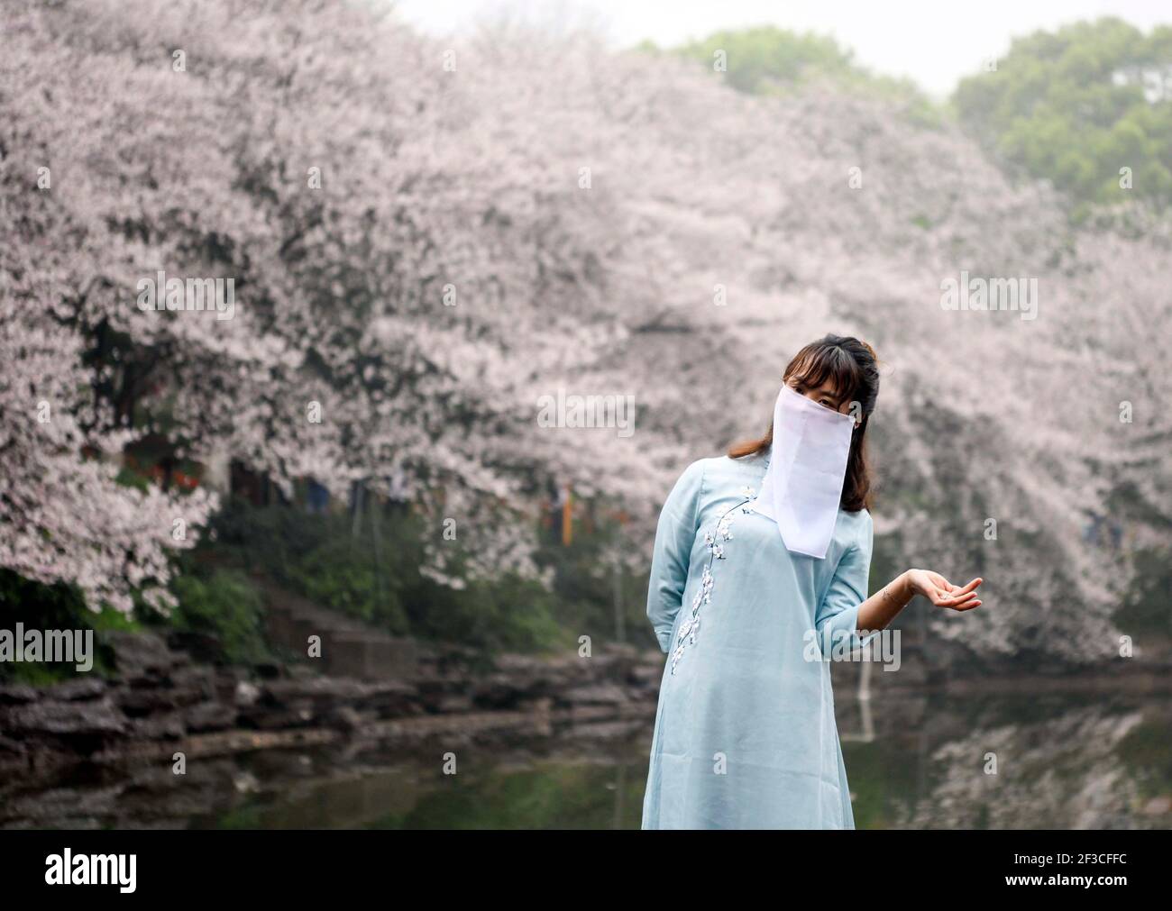 Blooming cherry flowers are seen at Hunan Forest Botanical Garden in ...