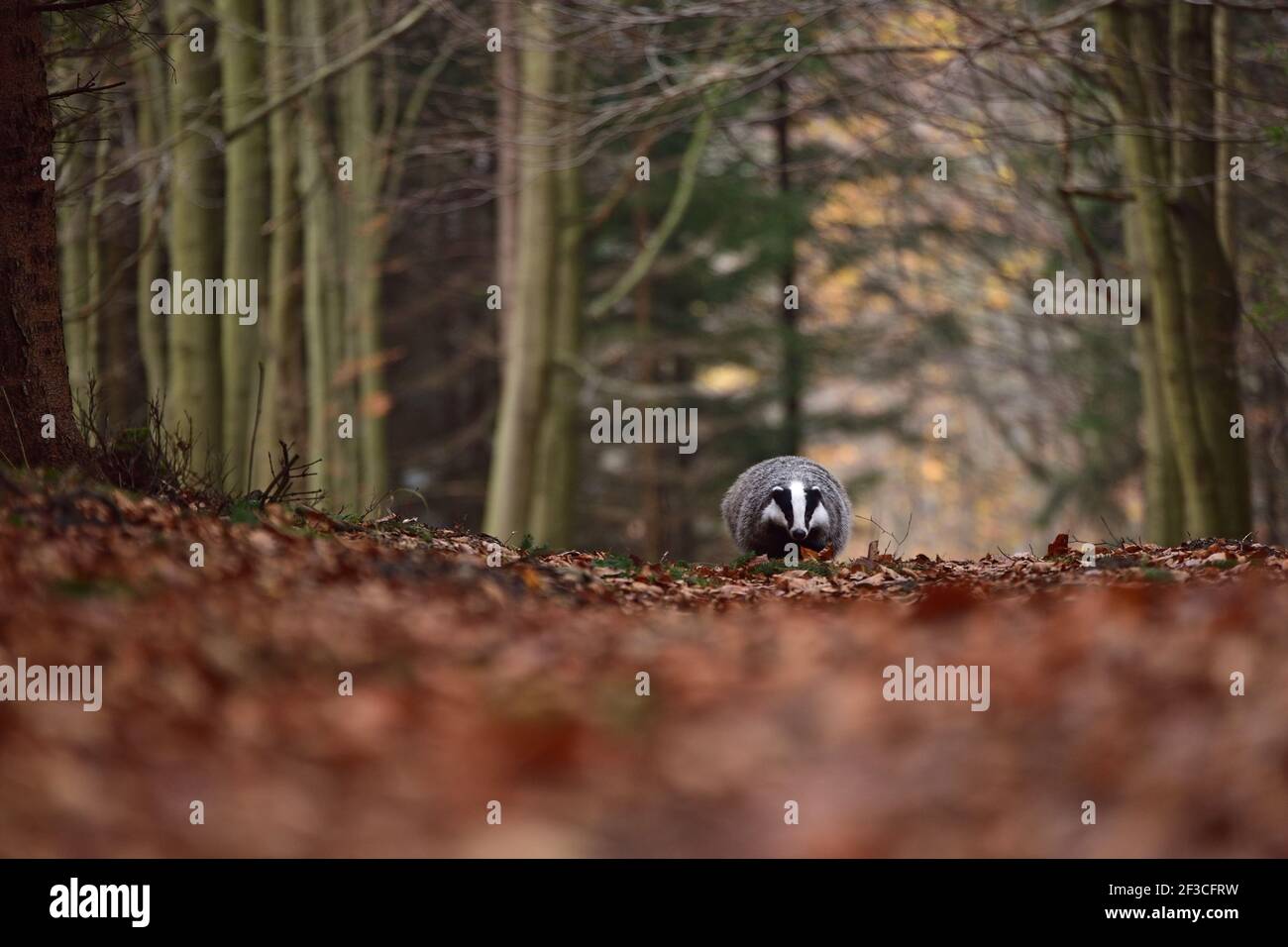 Beautiful European badger (Meles meles - Eurasian badger) in his ...