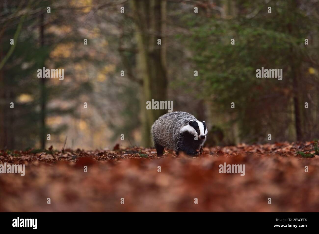 Beautiful European badger (Meles meles - Eurasian badger) in his ...