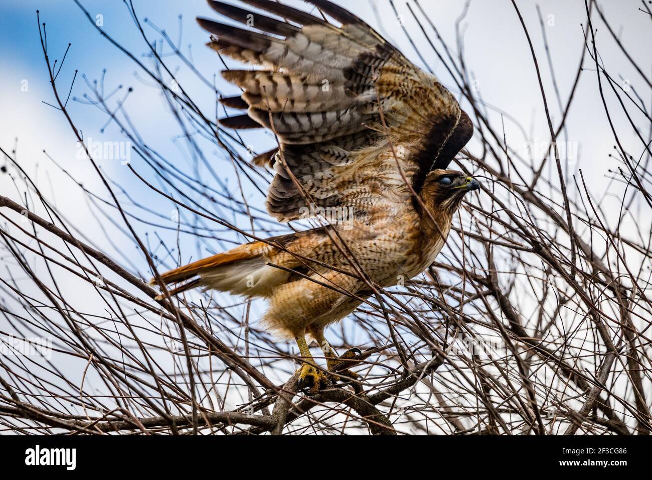 A Red Tailed Hawk at the San Luis National Wildlife Refuge in the ...