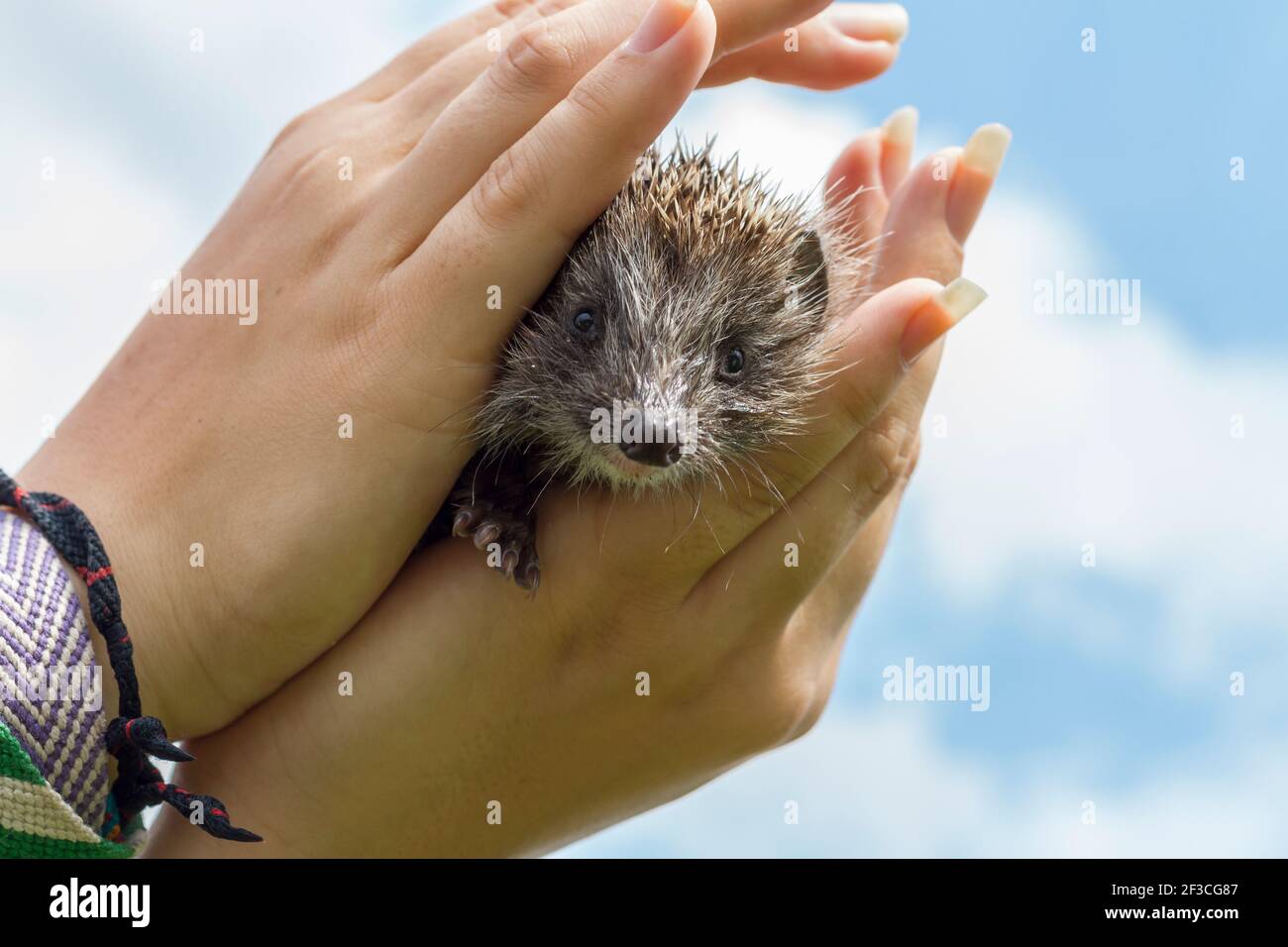 Hedgehog Human High Resolution Stock Photography and Images - Alamy