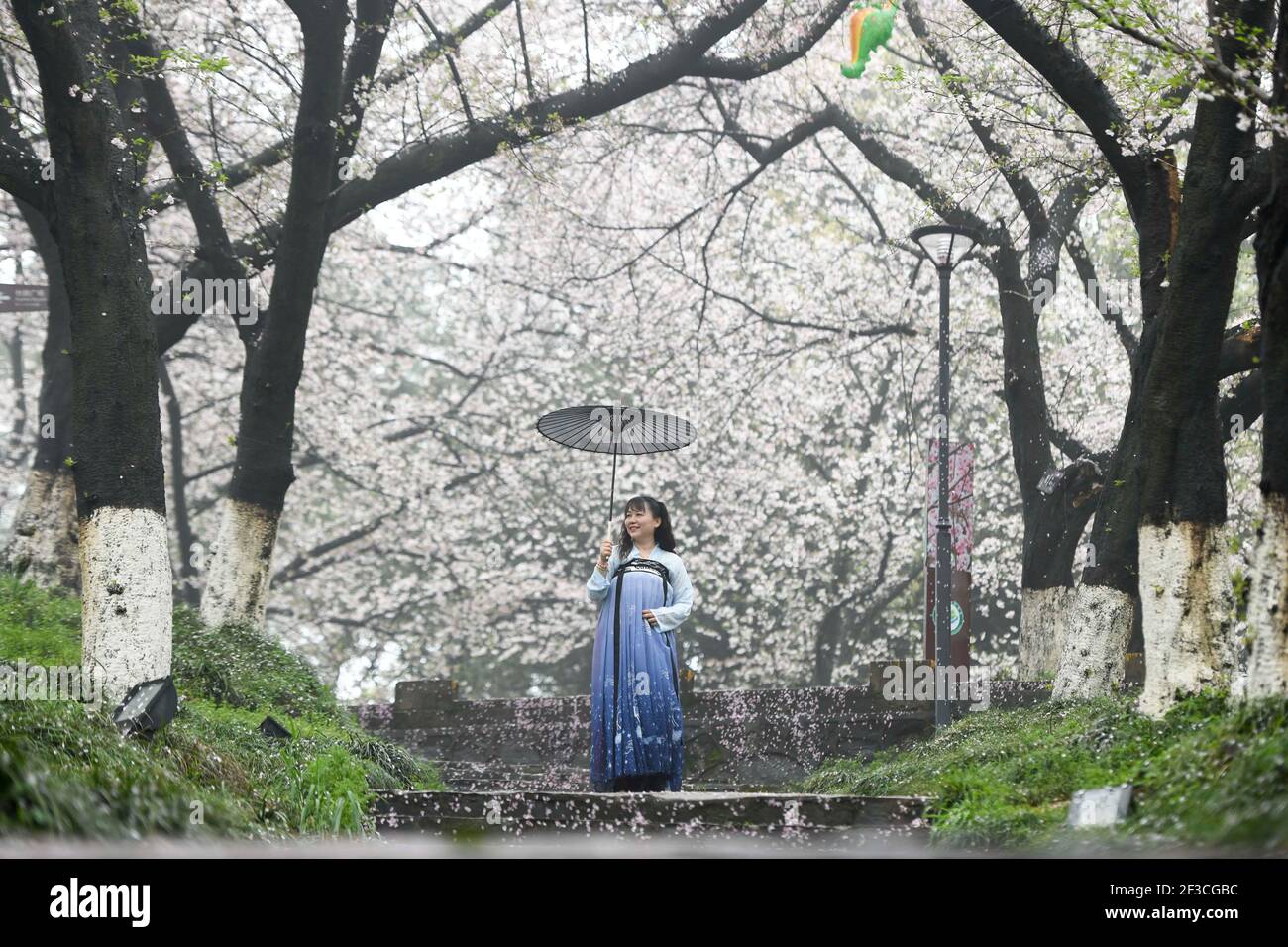Blooming cherry flowers are seen at Hunan Forest Botanical Garden in ...