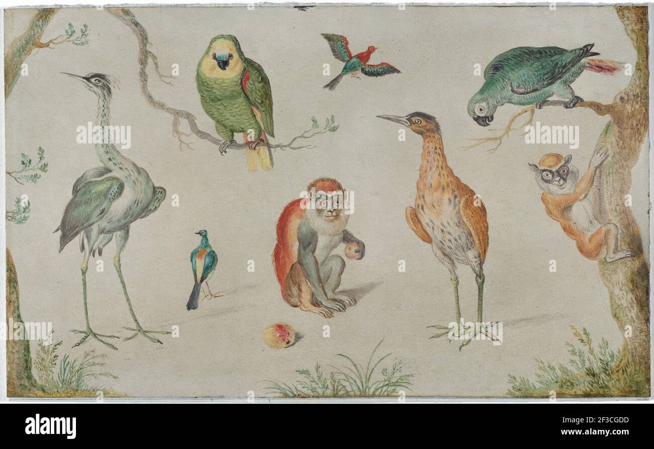 Study of birds hi-res stock photography and images - Alamy