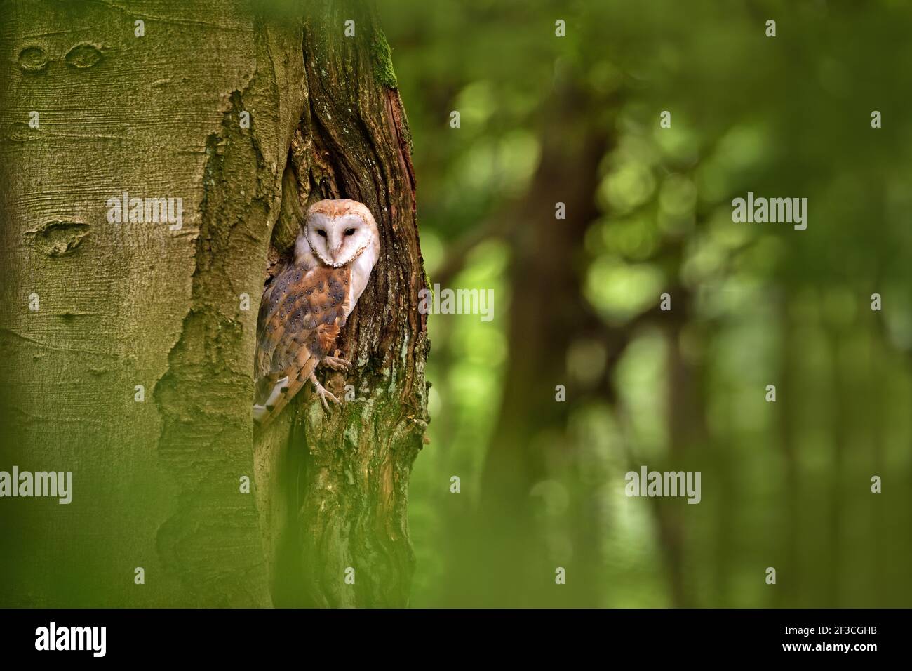 Tree cavity in forest hi-res stock photography and images - Alamy