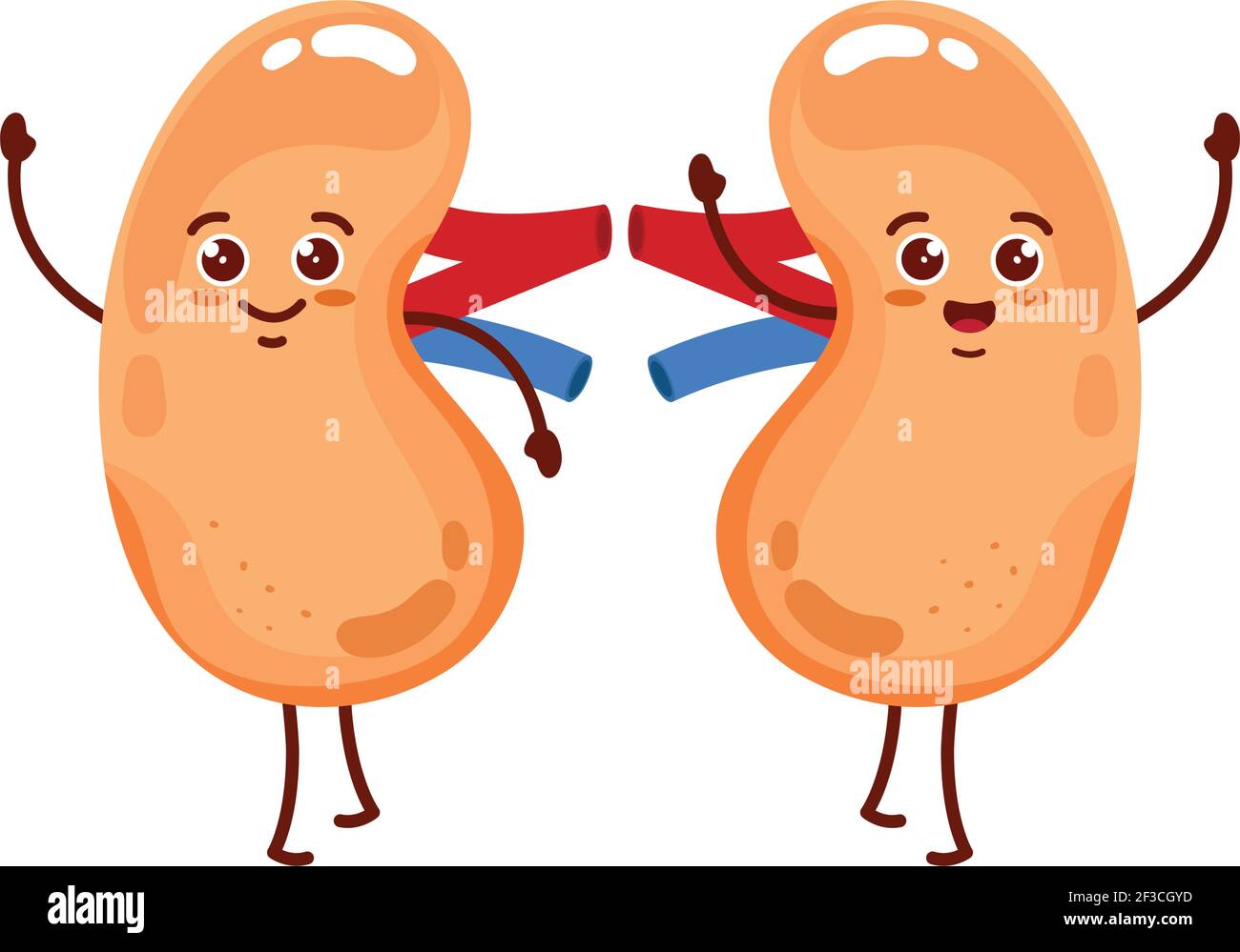 cute organs kidneys Stock Vector Image & Art - Alamy
