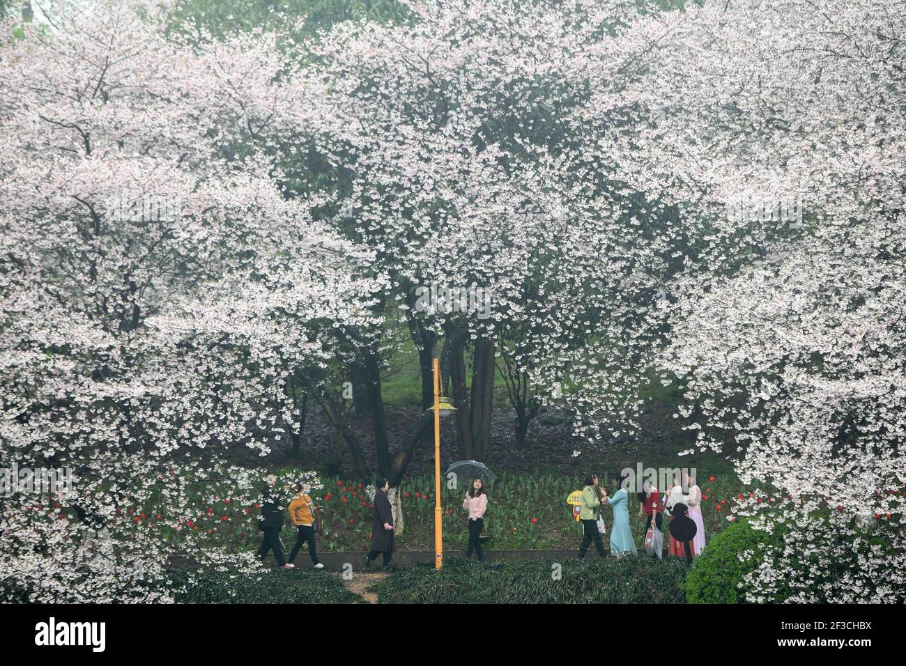 Blooming cherry flowers are seen at Hunan Forest Botanical Garden in ...